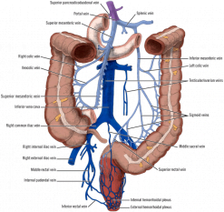 rectum veins - Oradix - Chelation Innovation